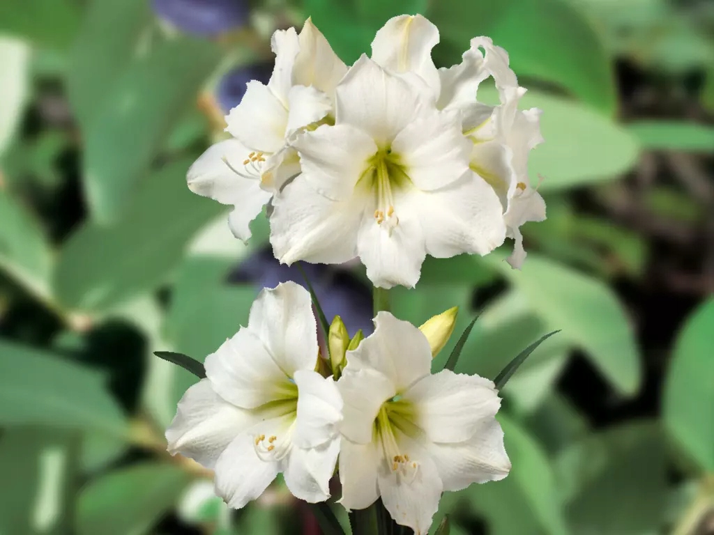 Amarylis - Bulwy, cebulki, kłącza - Największy wybór roślin | Allegro