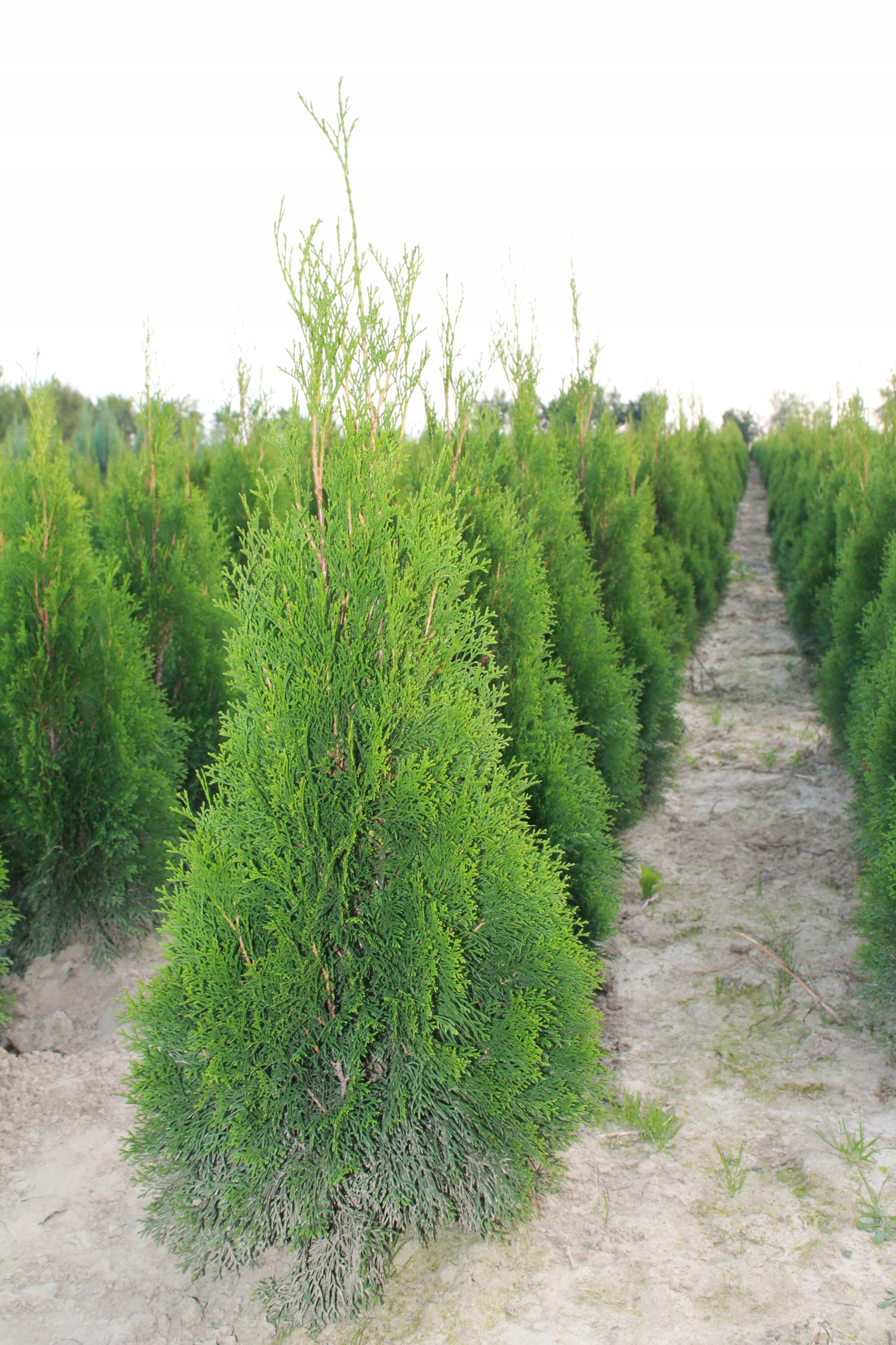 Tuja Szmaragd 100 cm ! Piękny zielony żywopłot!! • Cena, Opinie ...