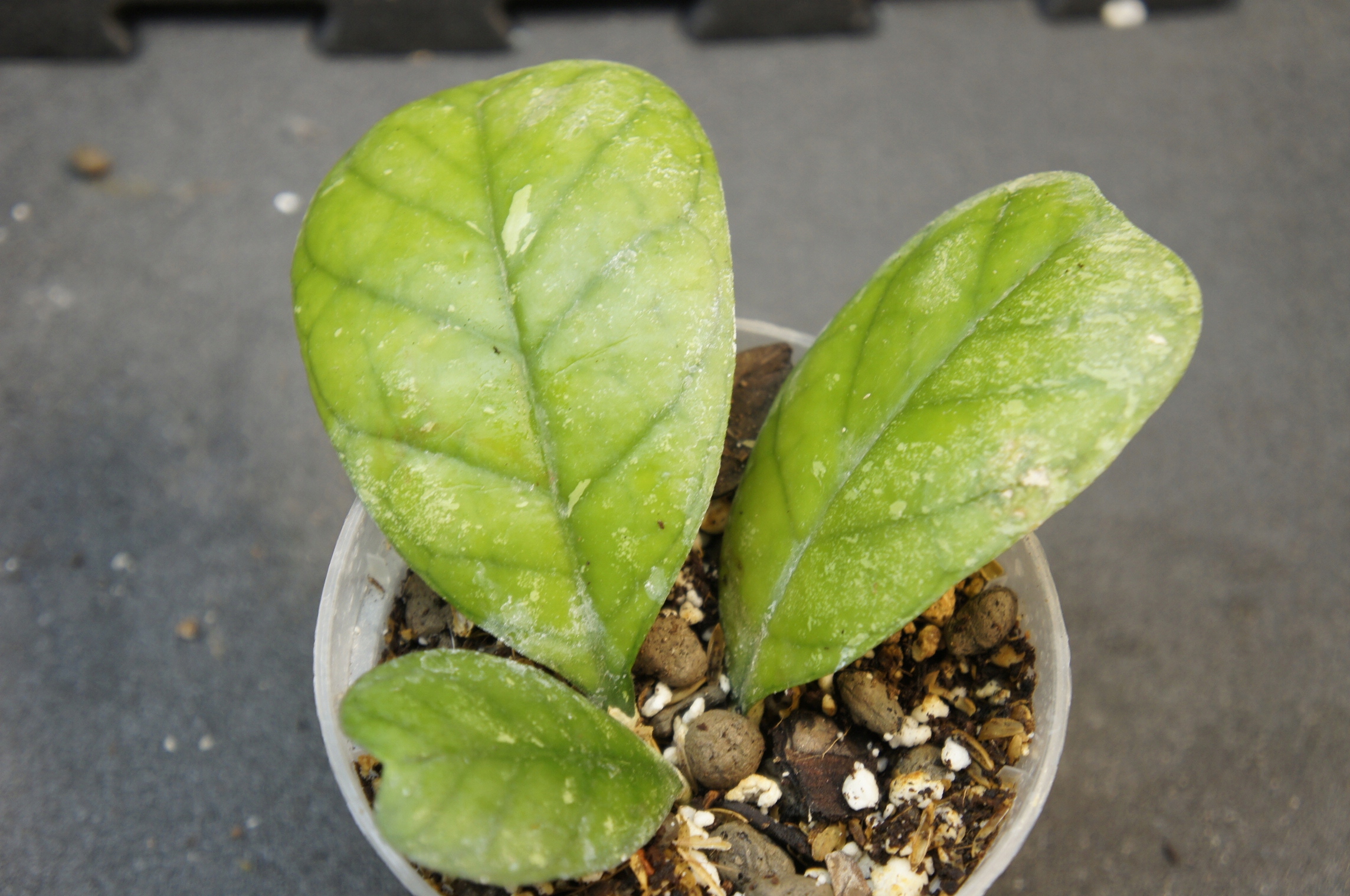 HOJA Hoya Daykei Splash • Cena, Opinie • Rośliny doniczkowe 17819738894 • Allegro