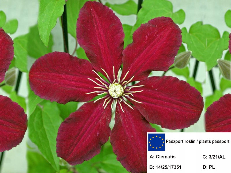Powojnik 'Clematis' NIOBE • Cena, Opinie • Drzewa i krzewy liściaste ...