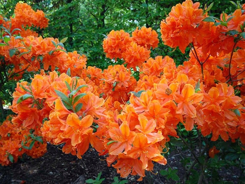 Różaneczniki i azalie czerwony, pomarańczowy, różnobarwny sadzonka w ...