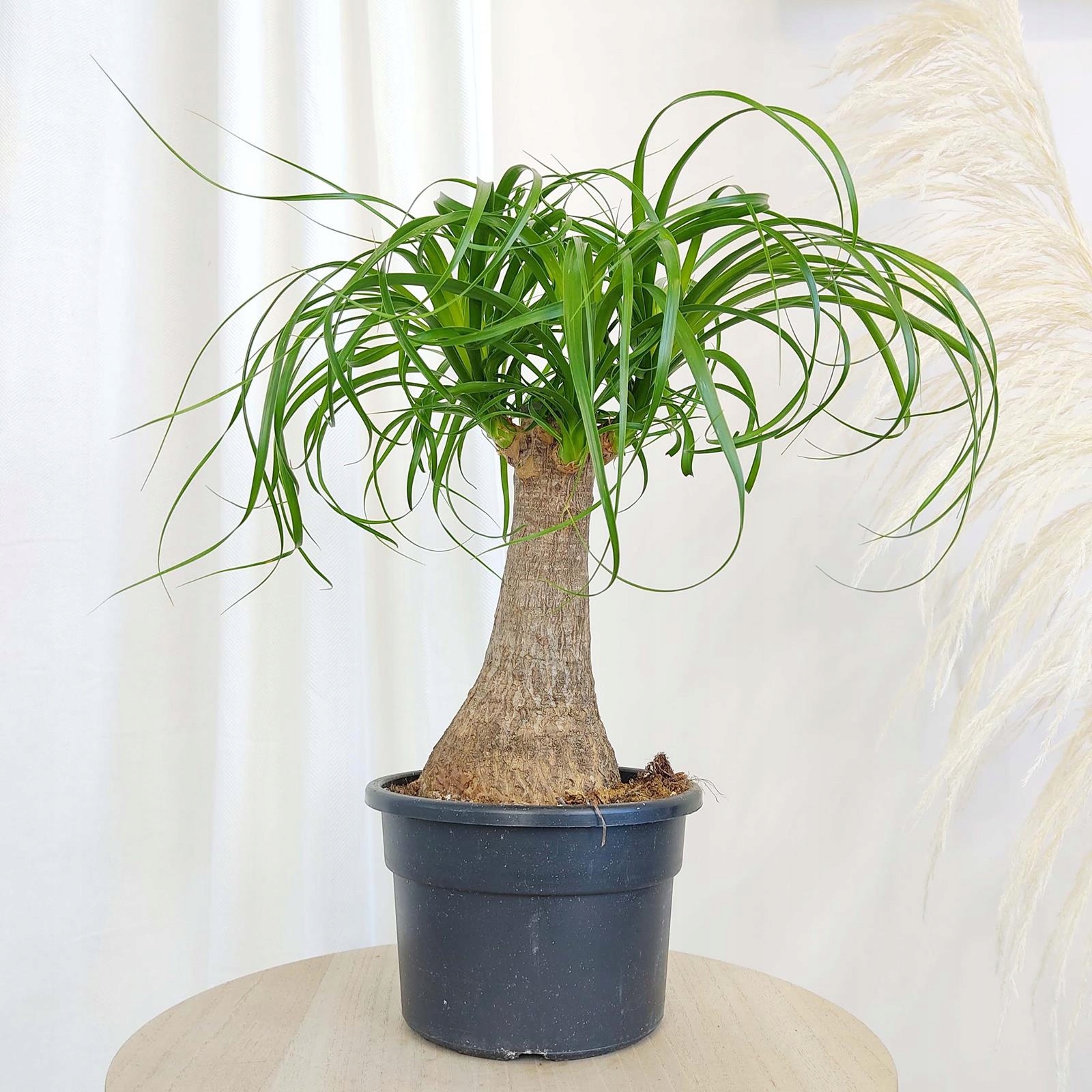 Nolina stopa słonia Nolina recurvata ROŚLINA BUTELKOWA (nolina stopa ...