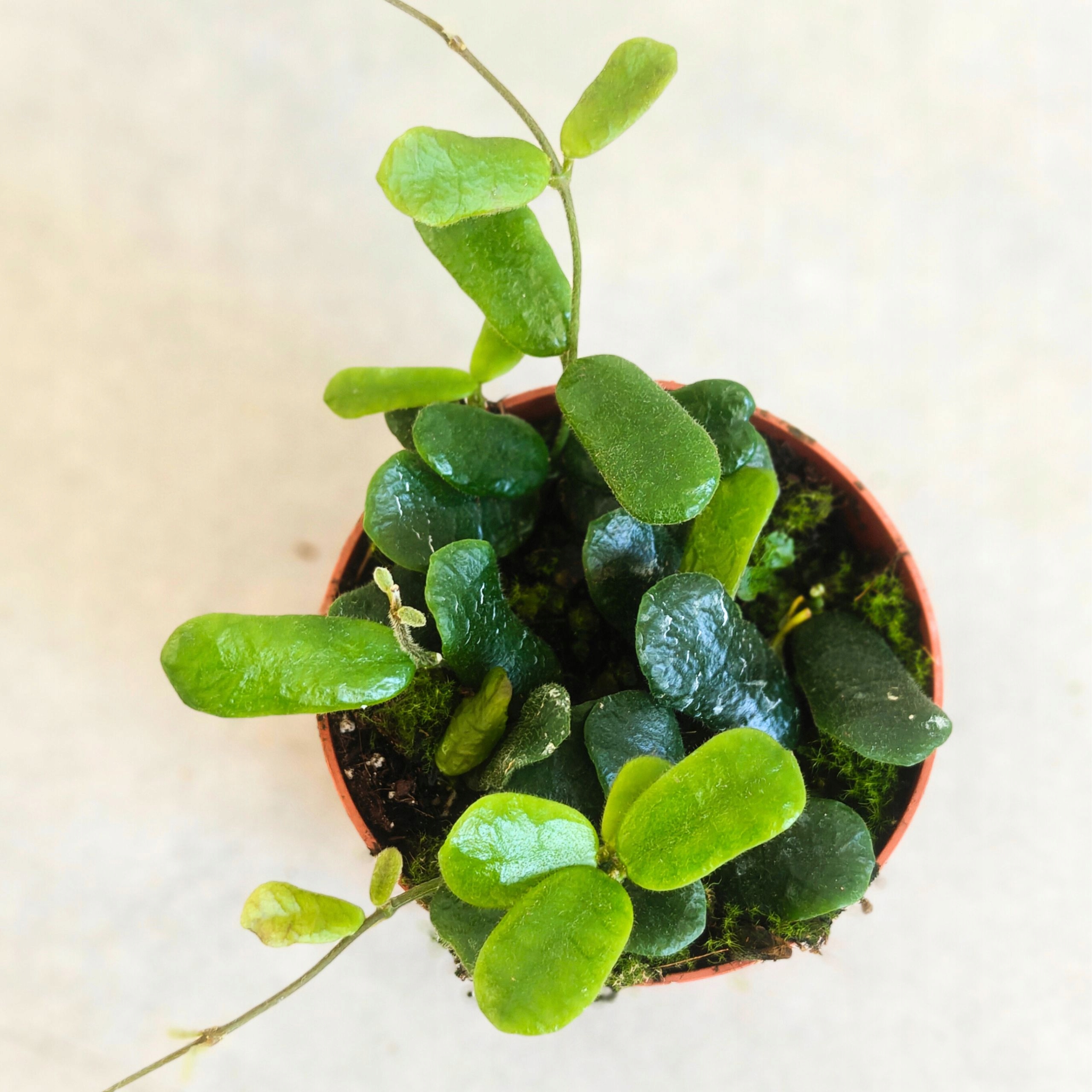 Hoja / Hoya Rotundiflora • Cena, Opinie • Rośliny doniczkowe ...