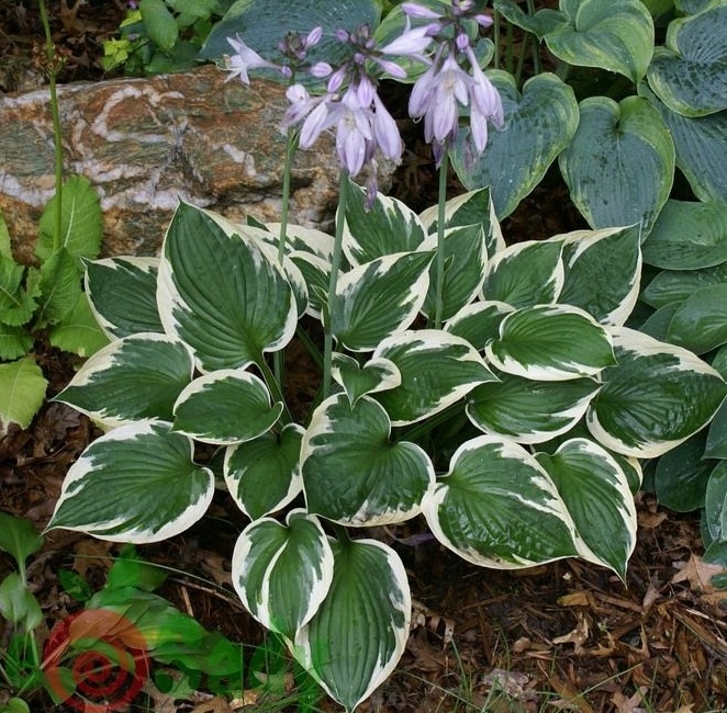 Funkia Hosta MINUTEMAN zielono biała MROZOODPORNA (Funkia Hosta ...