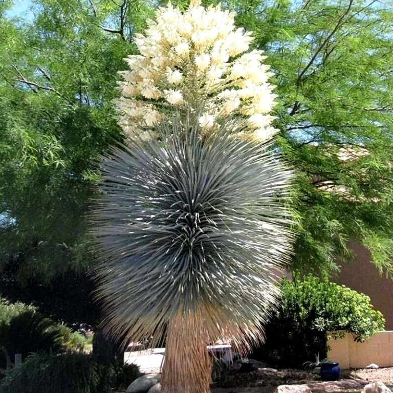 Sadzonka Juka Rostrata w doniczce wysokość 10-20 cm • Cena, Opinie ...