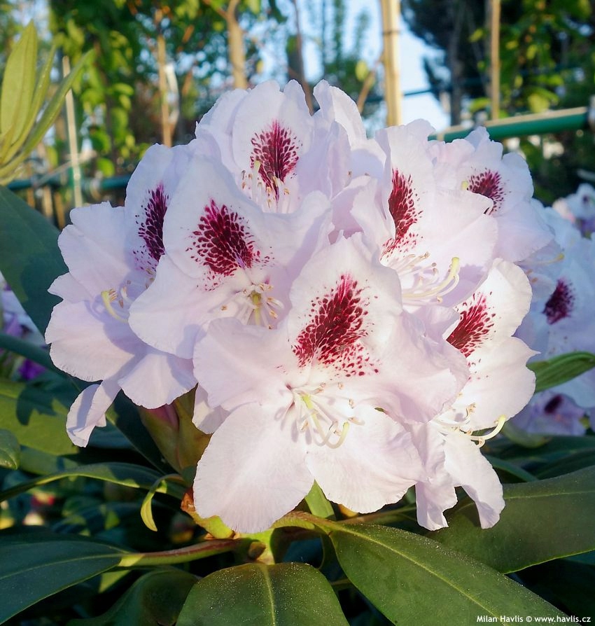Różanecznik Calsap Rhododendron - Niska cena na Allegro.pl