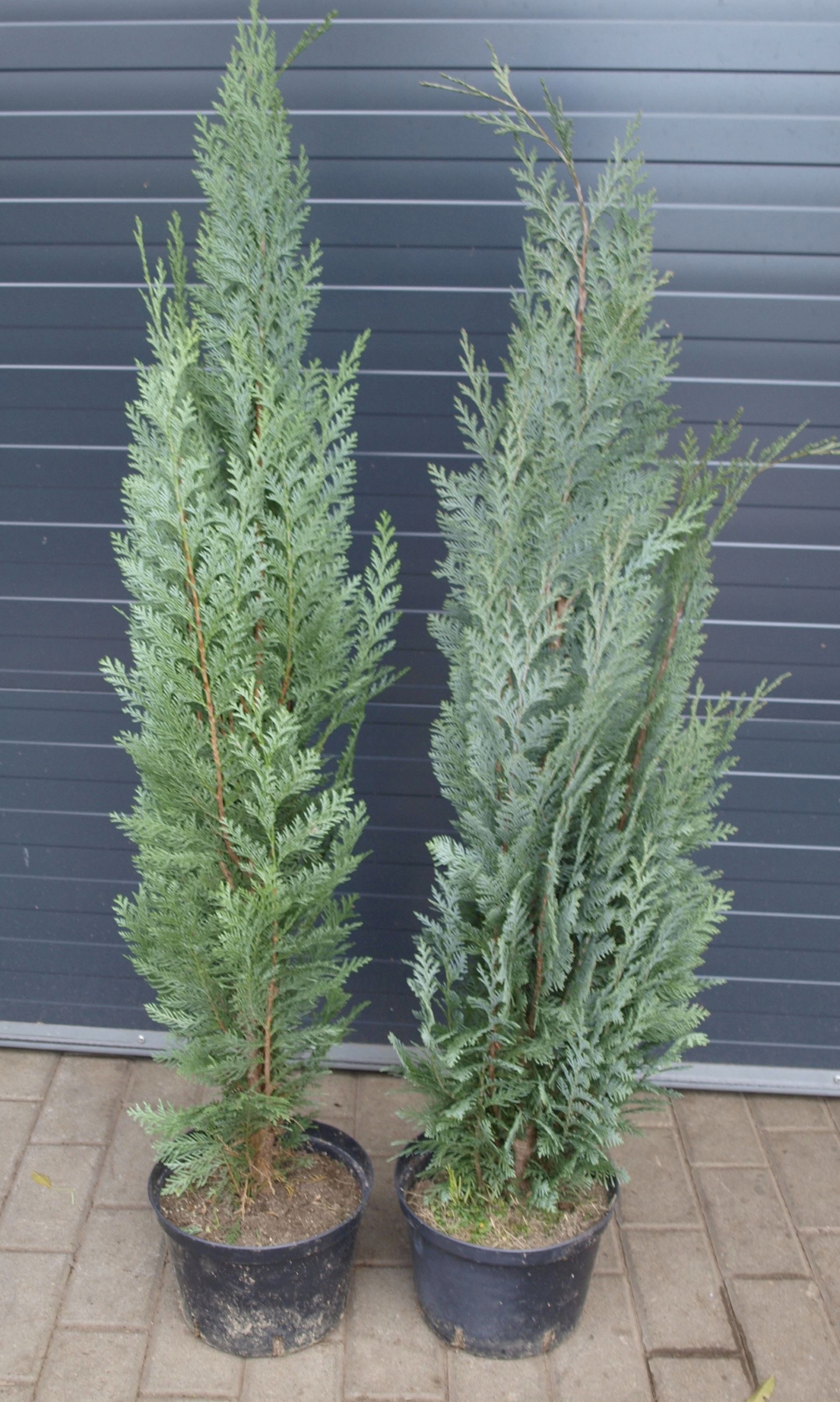 Cyprys, Cyprysik Lawsona Columnaris 100-110cm • Cena, Opinie • Drzewa i ...