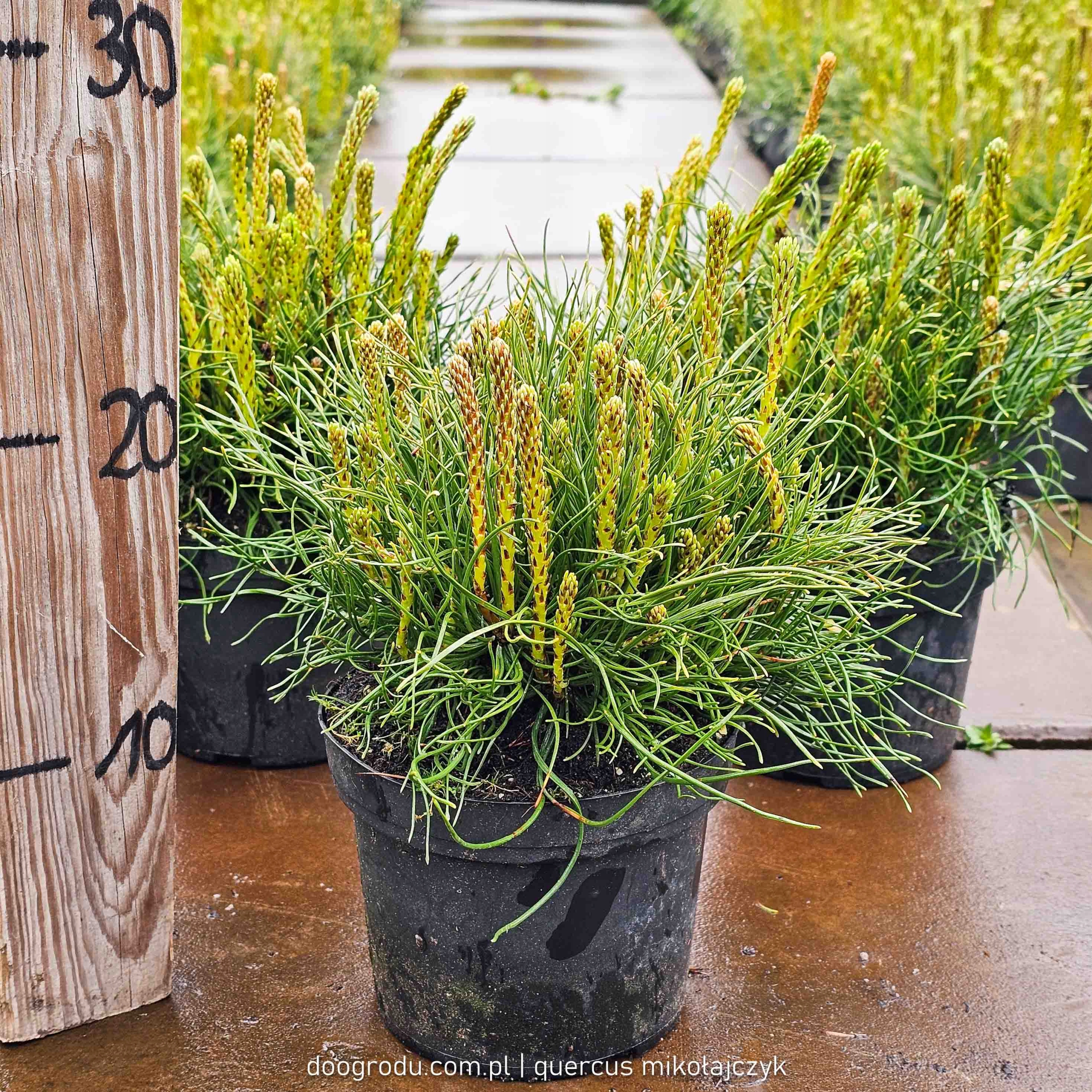 SOSNA KOSODRZEWINA PUMILIO GÓRSKA PINUS MUGO PUMILO C1 10-15 CM • Cena ...