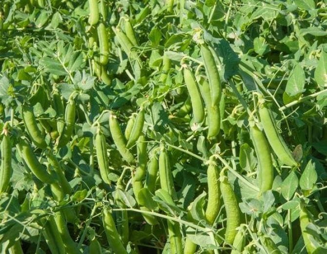 ! Groszek Groch Fioletowy - Dom i Ogród - Allegro.pl