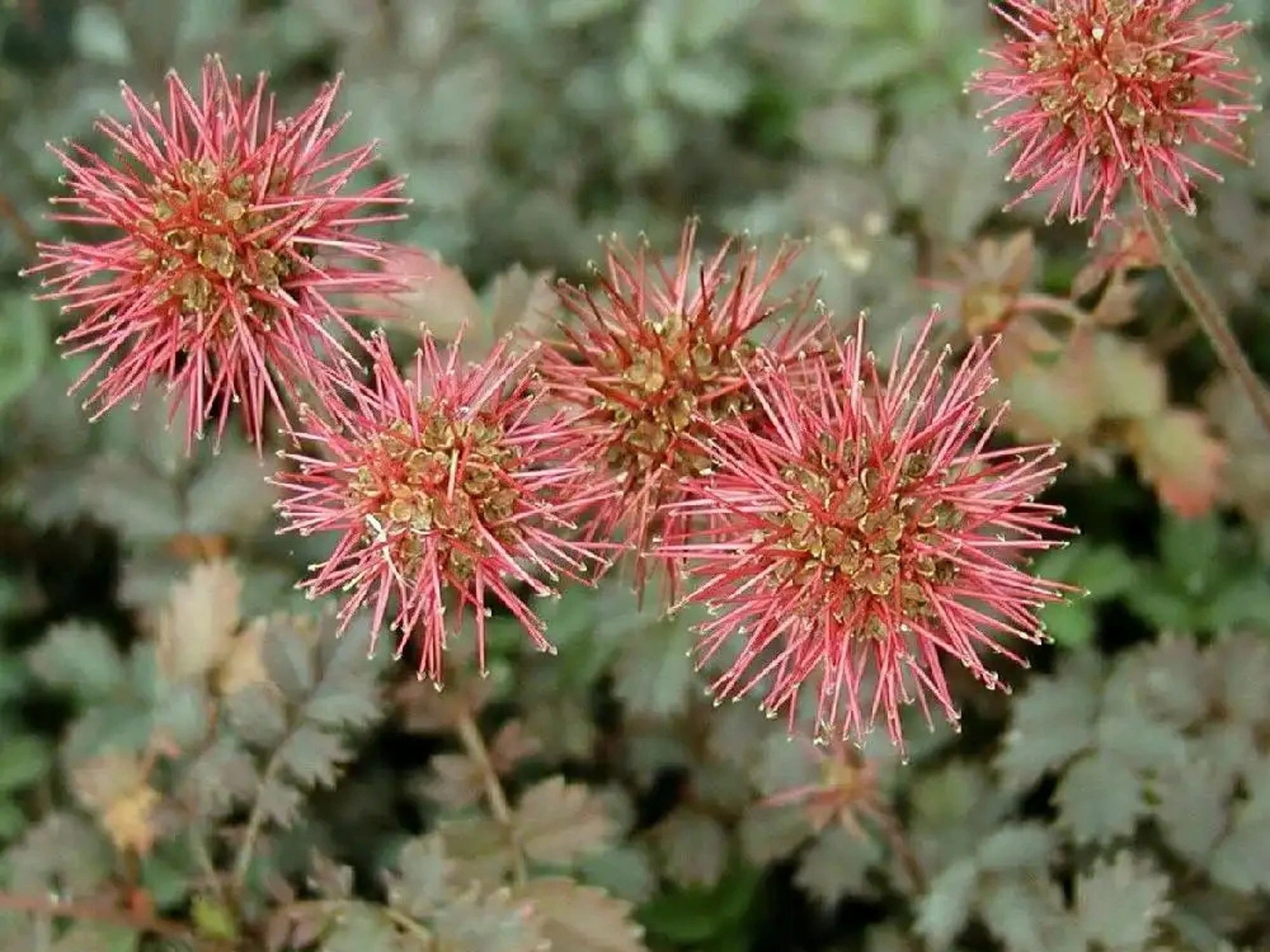 Buchanan's Acena (p9-es konténer) za 1460.00HUF-ért - Allegro