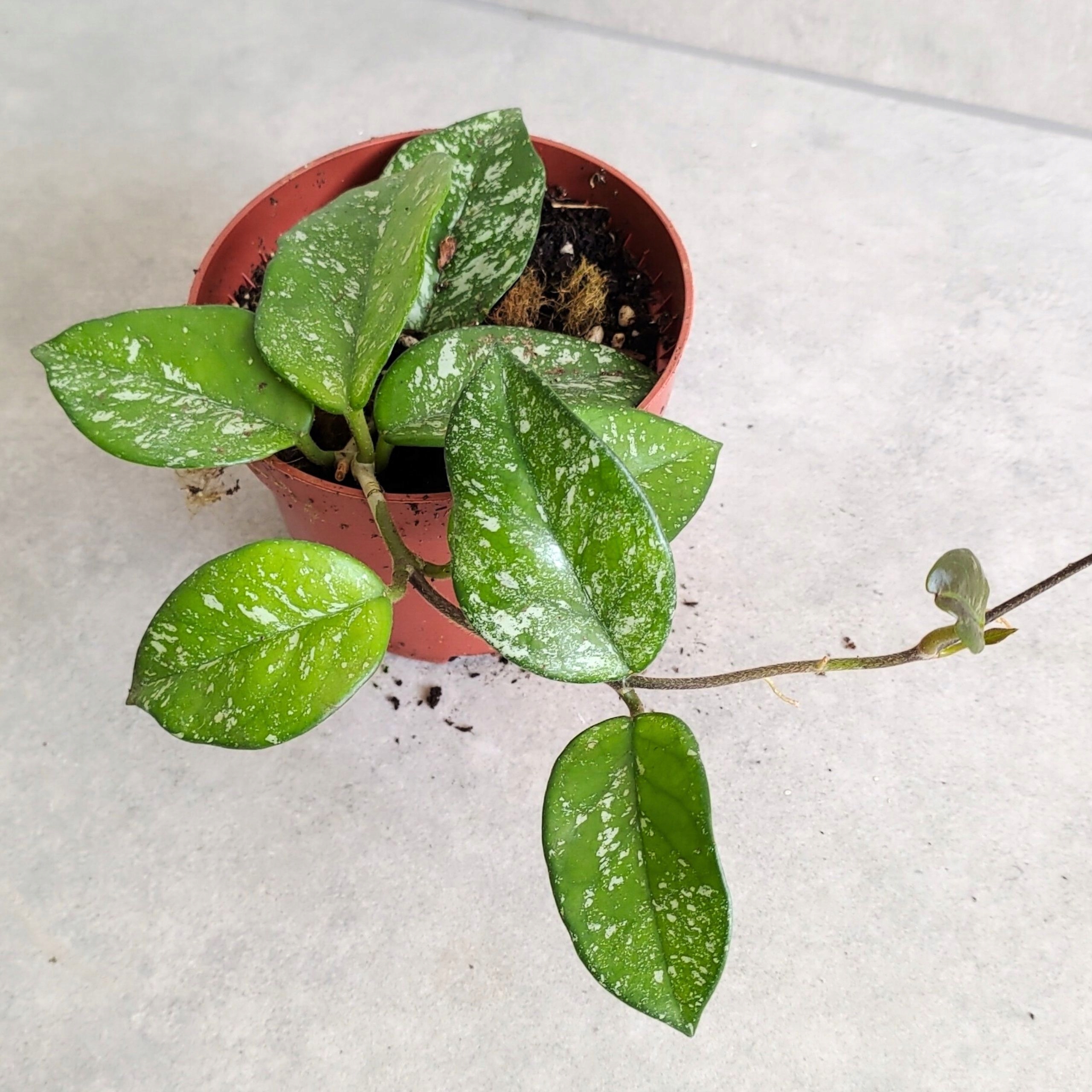 Hoja / Hoya Carnosa Freckles Splash - kolekcjonerska • Cena, Opinie ...