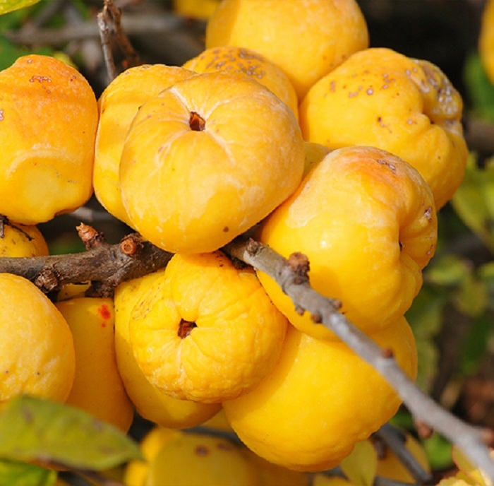 Sadzonki Pigwowca Cido - Niska cena na Allegro