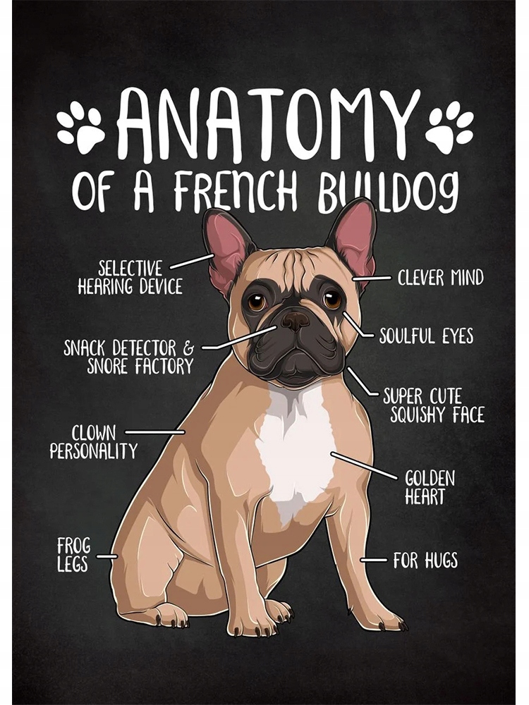 Plakat Anatomia Psa - Niska cena na Allegro.pl