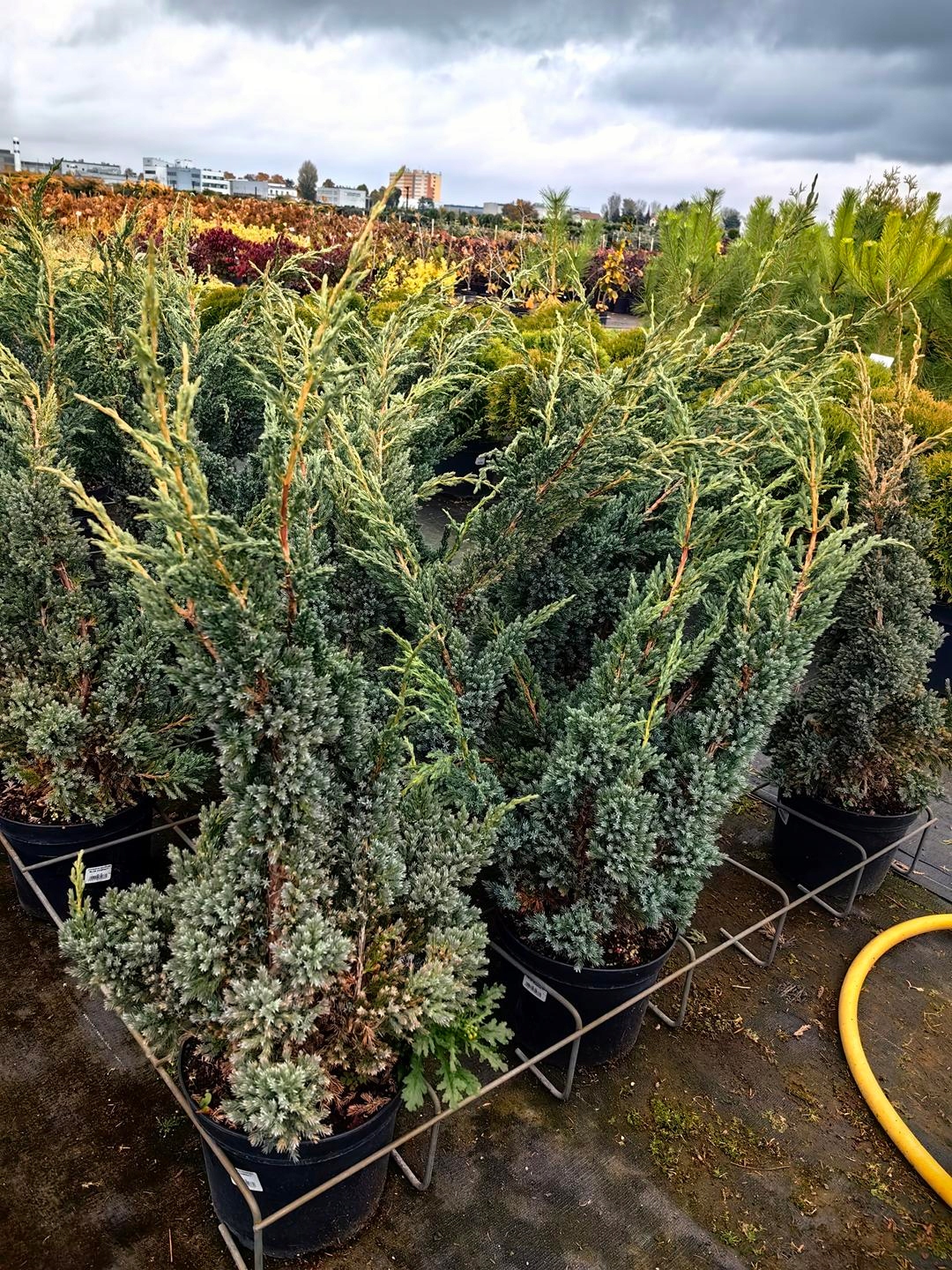 Juniperus squamata 'Blue Compact' - Pikkelylevelű boróka, • Ár ...