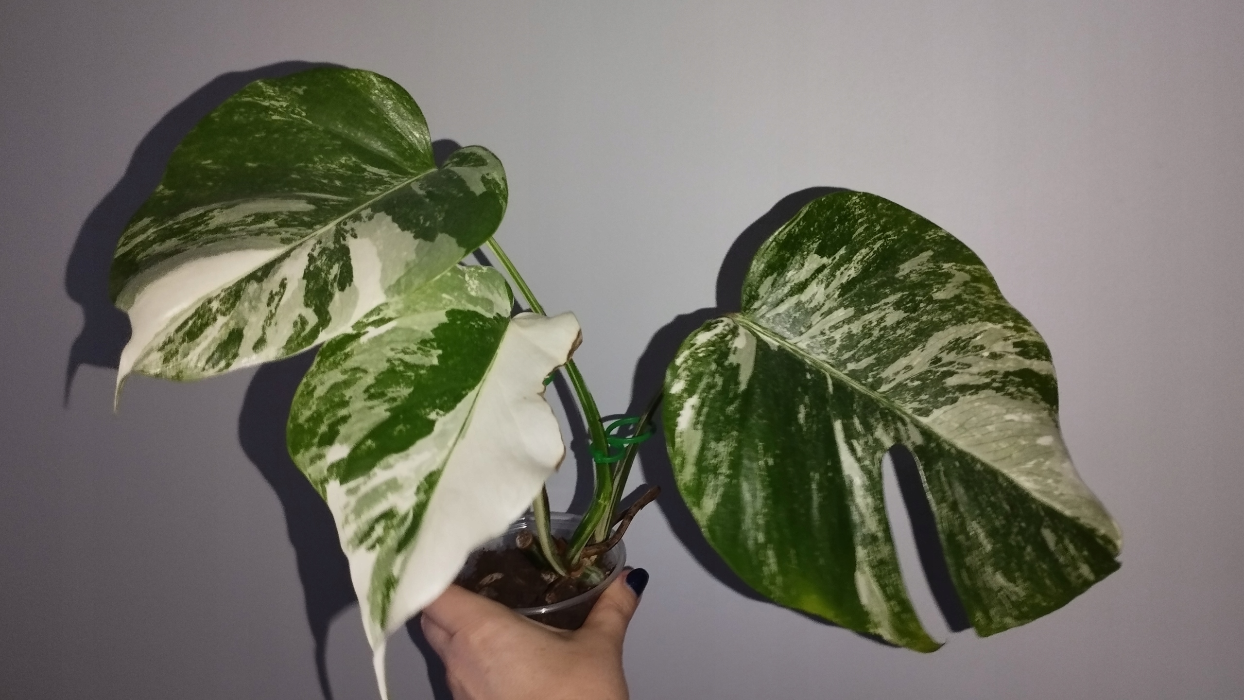 Monstera borsigiana variegata • Cena, Opinie • Rośliny doniczkowe ...