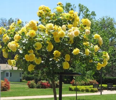 Róża Pienna żółta pachnąca 716 • Cena, Opinie • Róże 14406812132 • Allegro