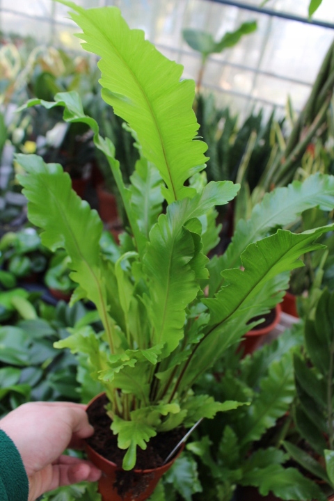 ASPLENIUM nidus 'Campio' PAPROĆ żywo zielone liście. • Cena, Opinie ...