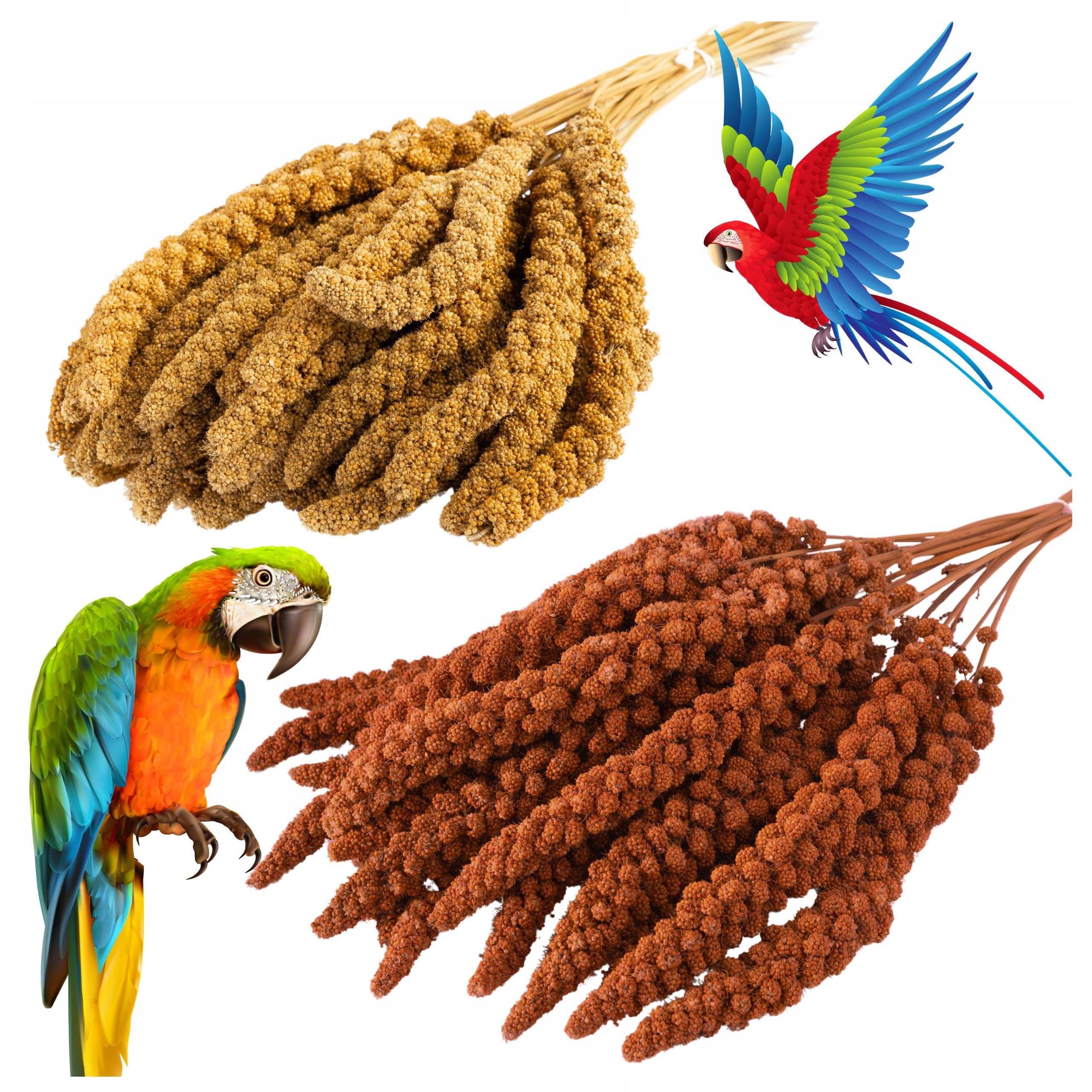 SENEGALSKÉ PROSO BÍLÉ + ČERVENÉ 5 KG + 5 KG ČISTÉ VELKÉ KLASY PRO PTÁKY ...