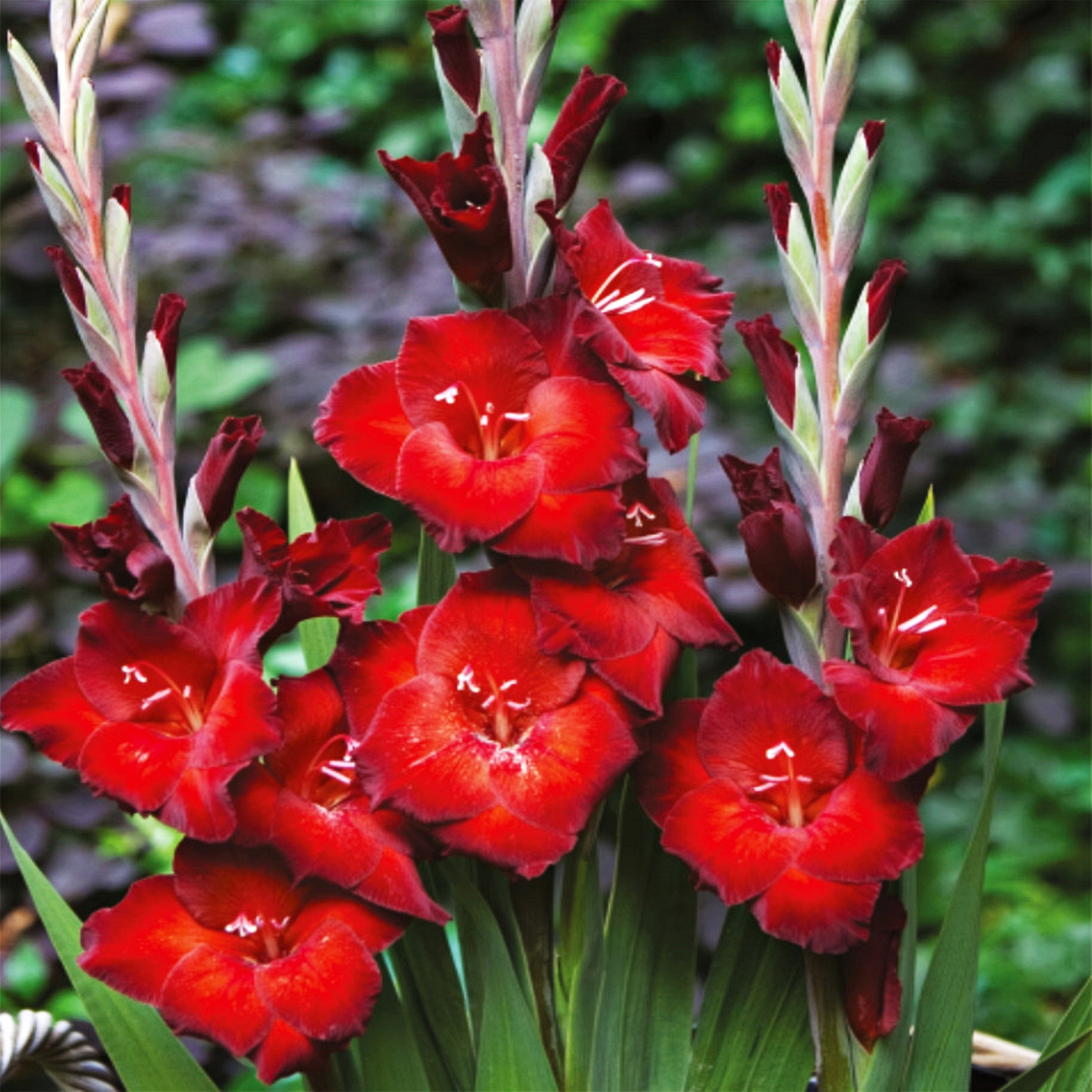 Mečík hlízy/cibule/oddenky v hromadném balení, (5905141118933) • Ceny ...