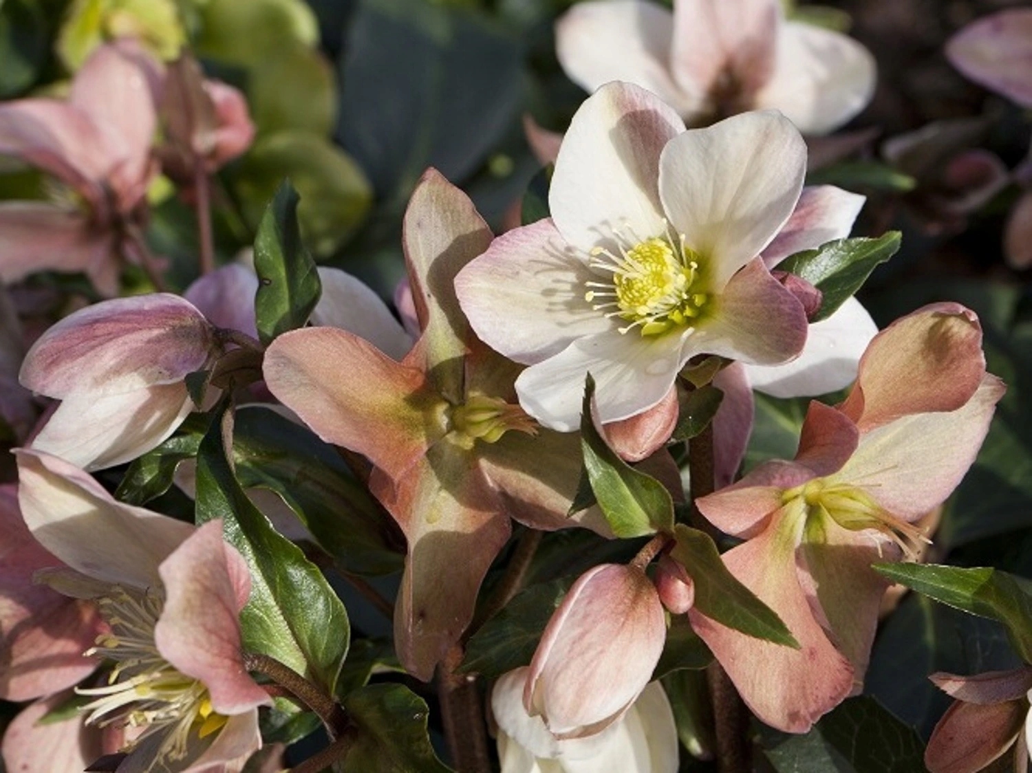 Čemeřice 'HGC Malory' - Helleborus 'HGC Malory' za 399.00CZK - Allegro