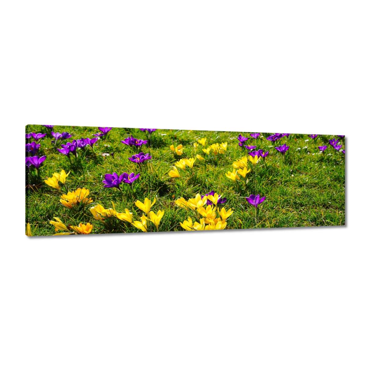 Obrazy 150x50 Krokusy na łące • Cena, Opinie • Obrazy 13092678982 • Allegro