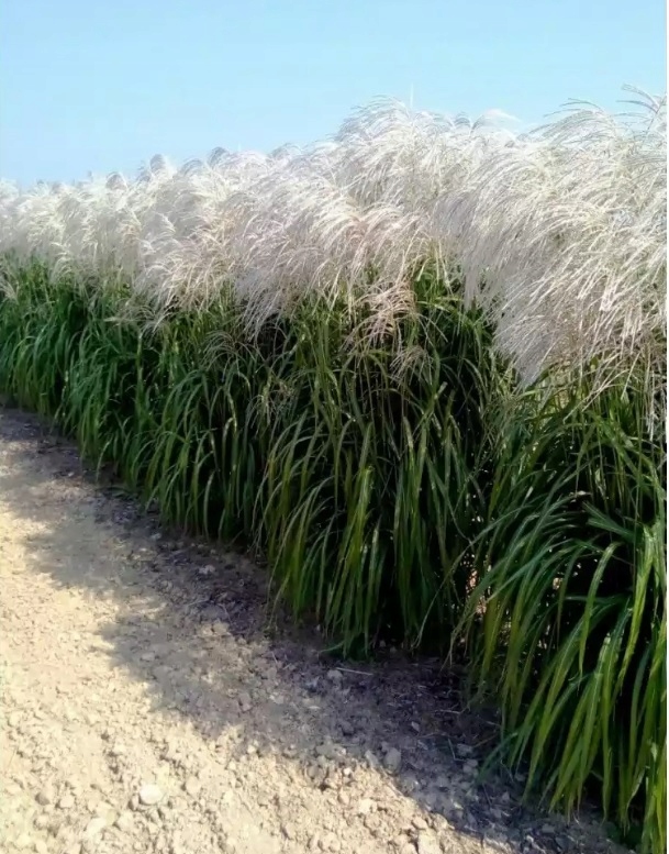 Miskant chiński 'Memory' (Miscanthus sinensis 'Memory') • Cena, Opinie ...