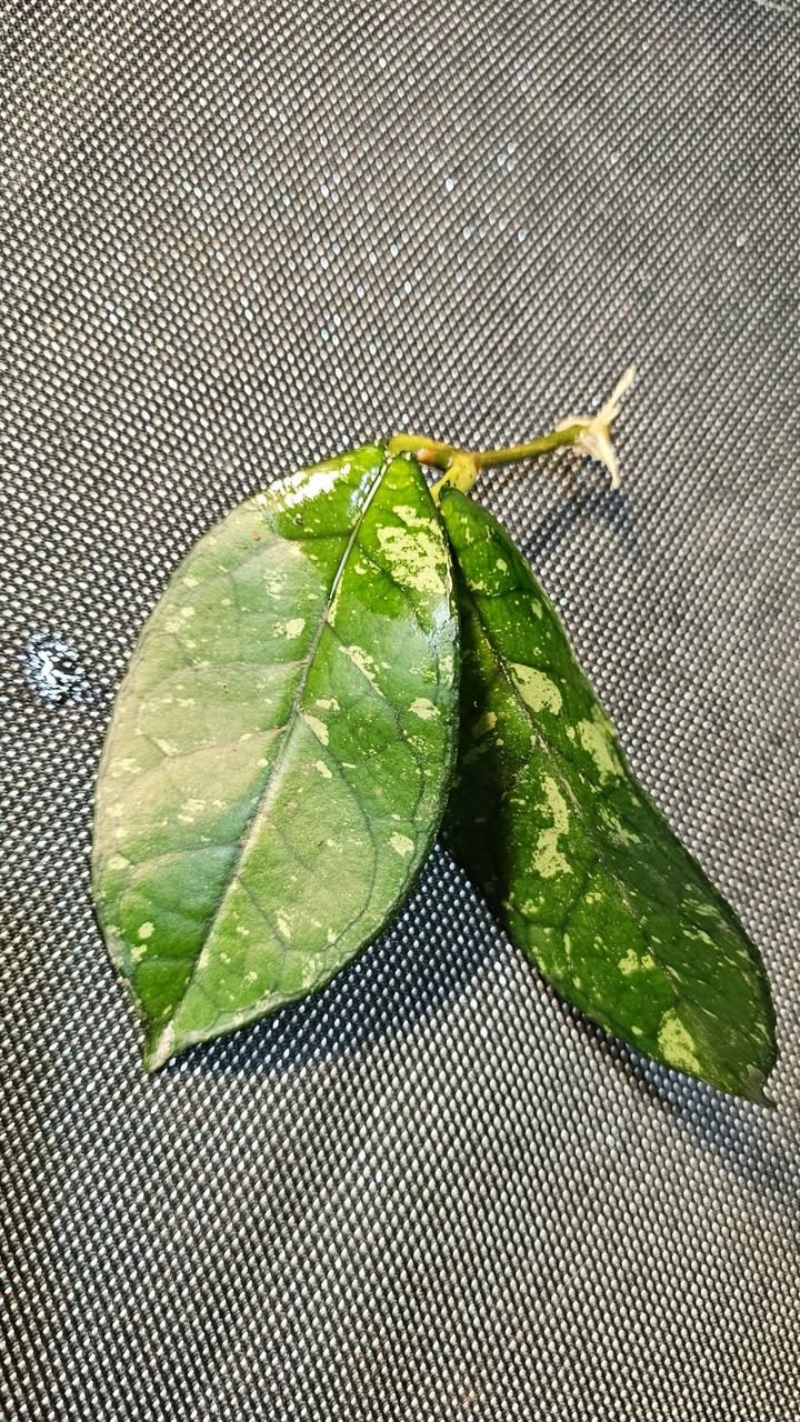 Hoya Crassipetolata Round leaft splash, Hoja • Cena, Opinie • Rośliny ...