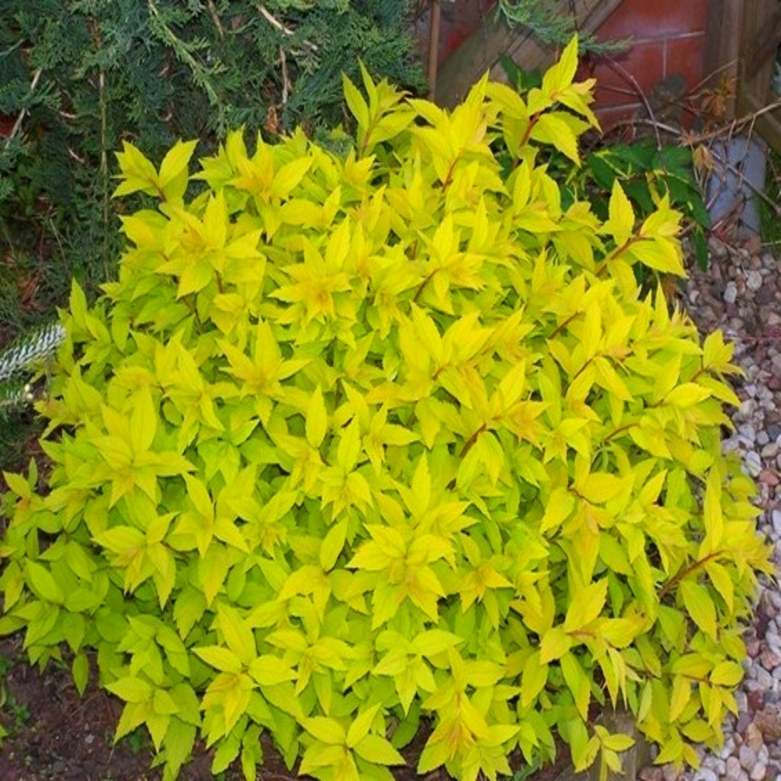 Tawuły sadzonka w pojemniku 0,5-1l 10-20 cm (5905141115949) • Cena ...