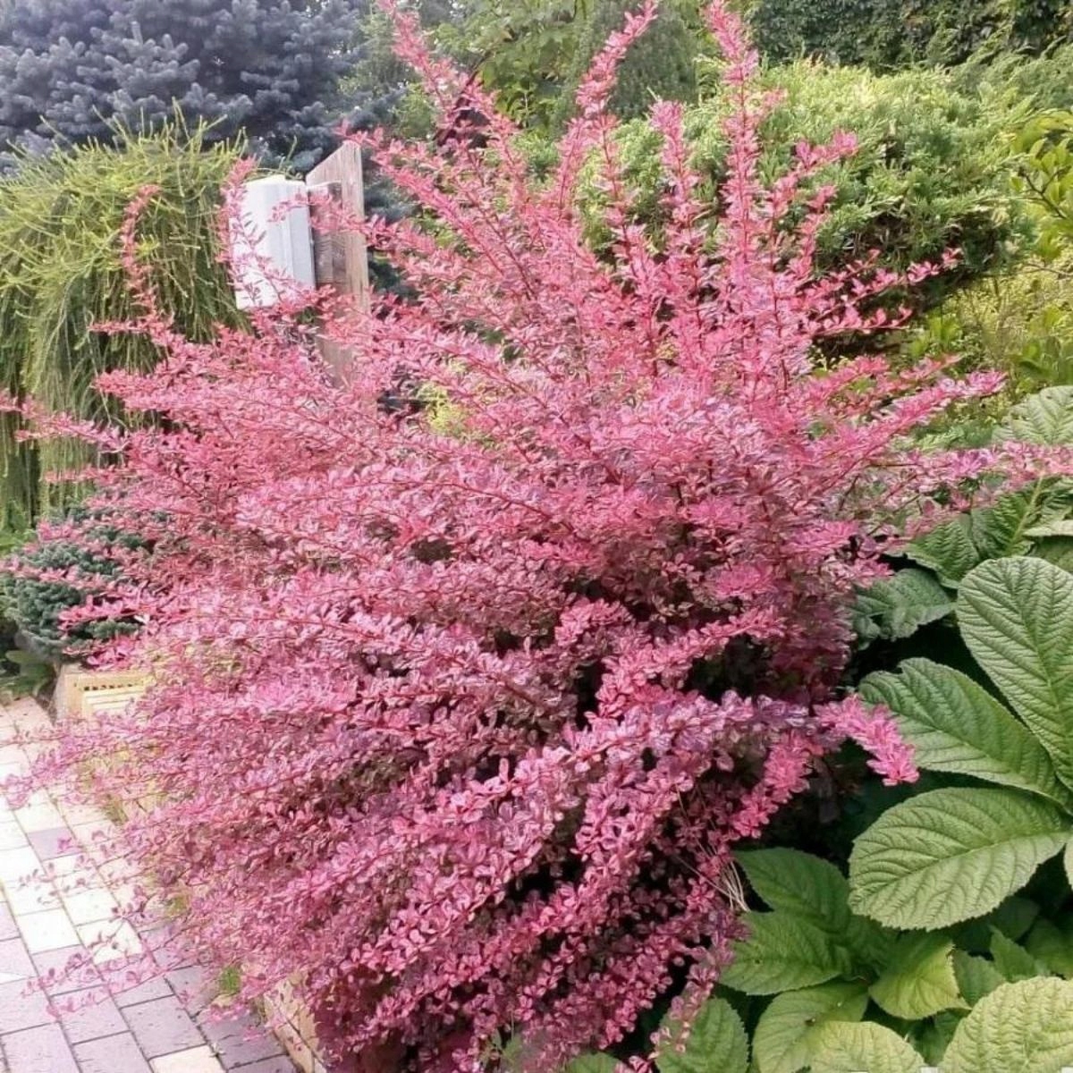 Berberysy żółty sadzonka w pojemniku 1-2l 10-30 cm • Cena, Opinie • Drzewa i krzewy liściaste ...