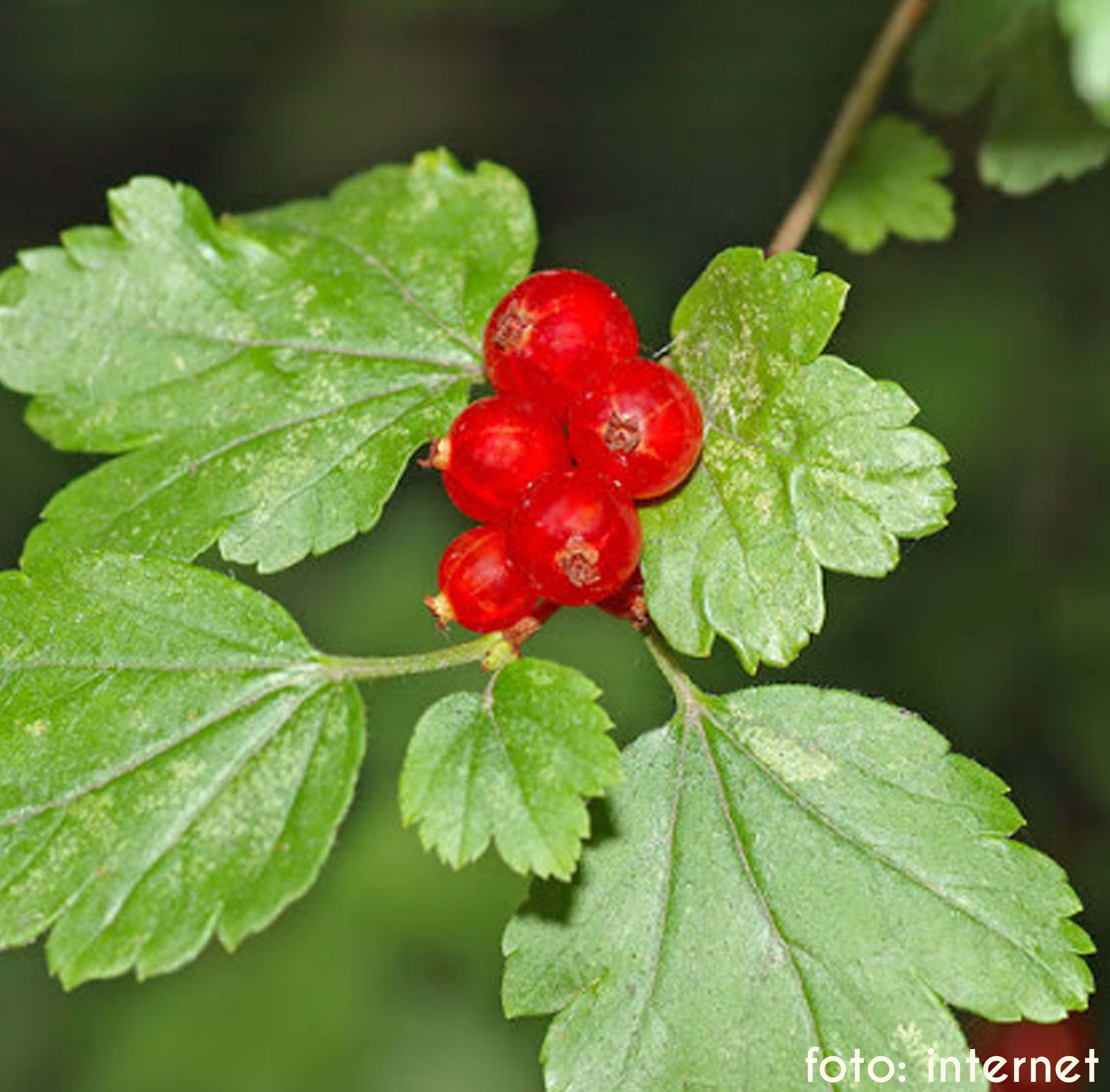 PORZECZKA ALPEJSKA SCHMIDT C2 • Cena, Opinie • Rośliny owocowe ...