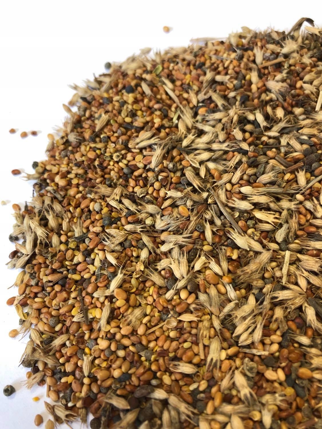 Koniczyna Inkarnatka - Niska cena na Allegro.pl