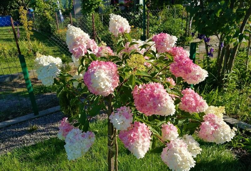 Hortensje sadzonka w pojemniku 1-2l 60-80 cm • Cena, Opinie • Drzewa i ...