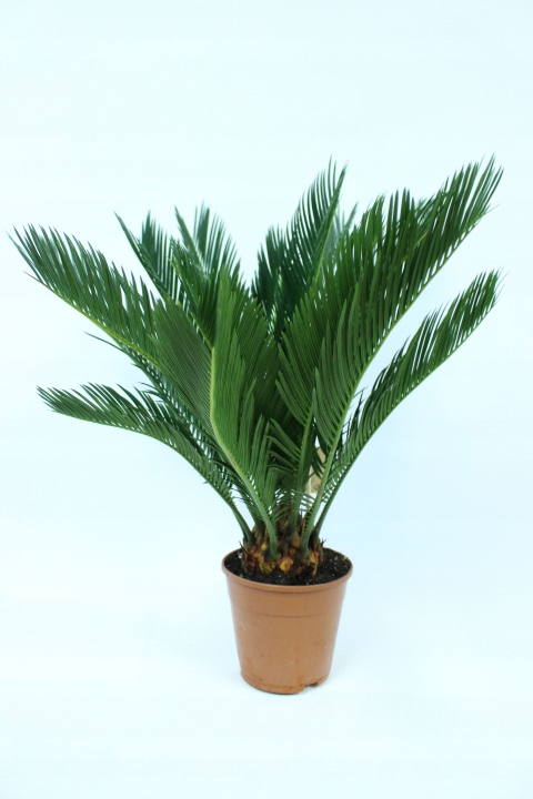 Palma Cycas revoluta sadzonka w pojemniku 1-2l • Cena, Opinie • Rośliny ...