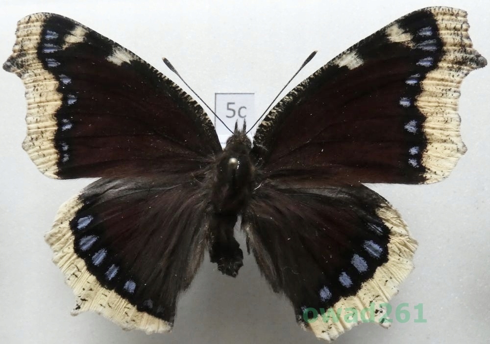 Nymphalis antiopa (Linnaeus, 1758) Gyászlepke Czech5c, • Ár, Vélemények ...