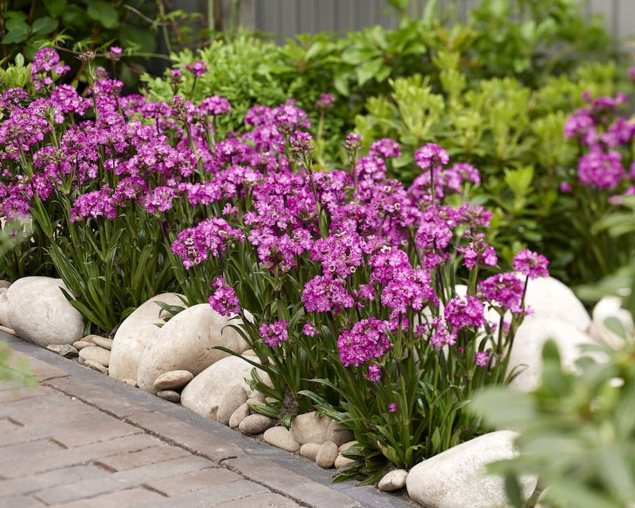 odporna na suszę Firletka różowa Lychnis Smółka 'Cherry Bubbles' Silene ...