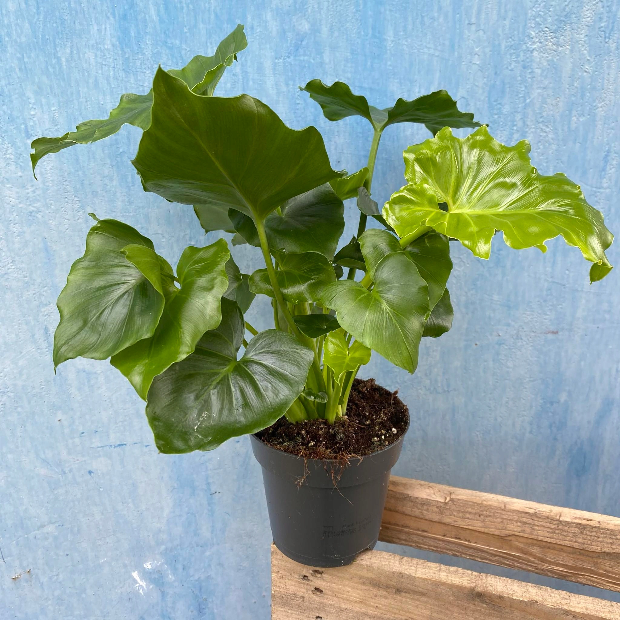 Thaumatophyllum bipinnatifidum Деревовидний філодендрон / Philodendron ...