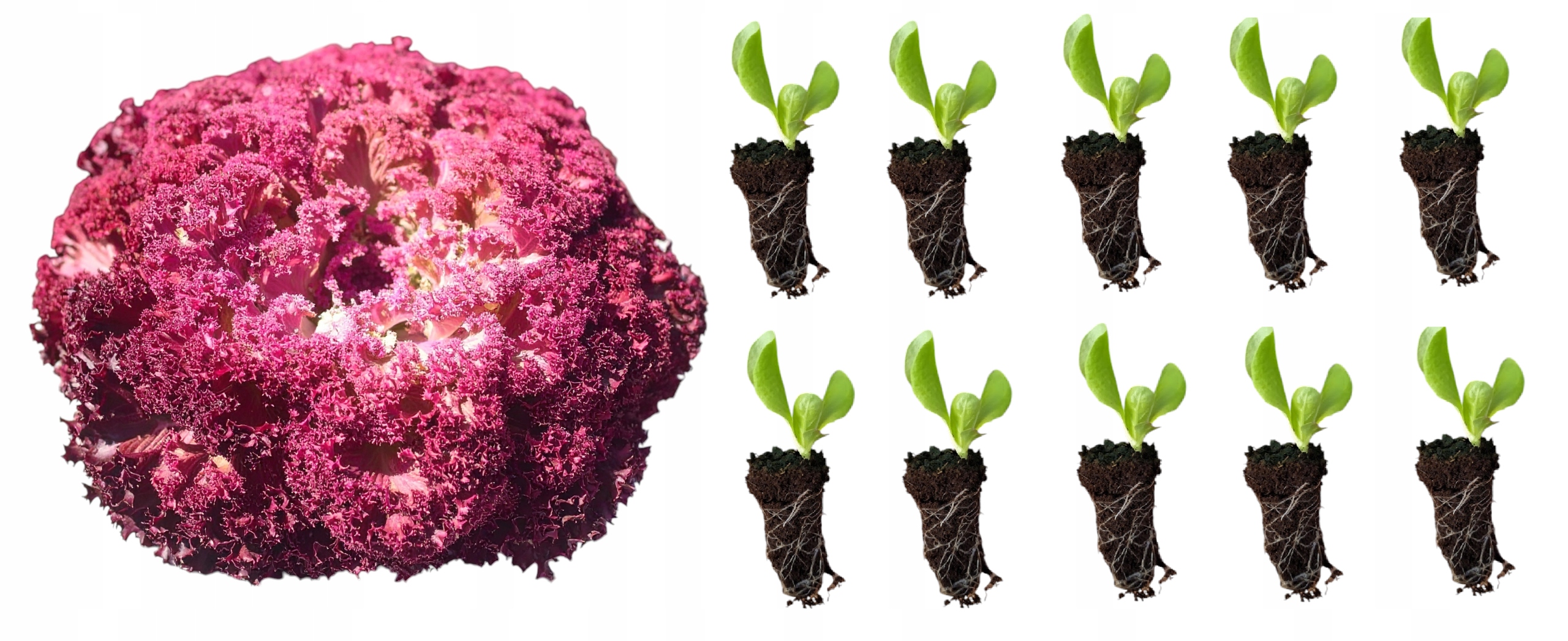 Sadzonka rozsada sałat SAŁATA LIŚCIOWA LOLLO ROSA idealna do sałatek 10 ...