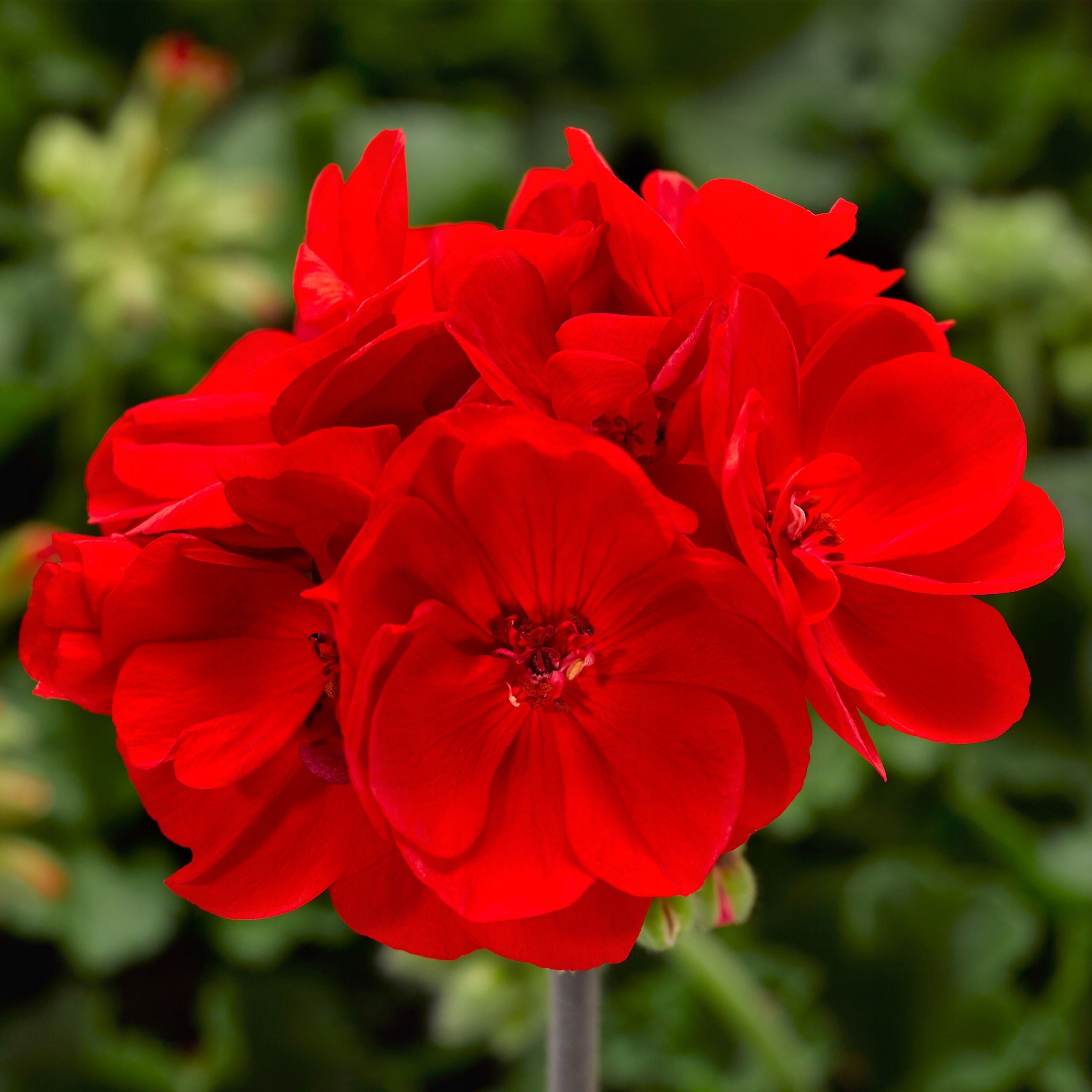 Pelargonia rabatowa 'Bright Red' • Cena, Opinie • Rośliny jednoroczne i ...