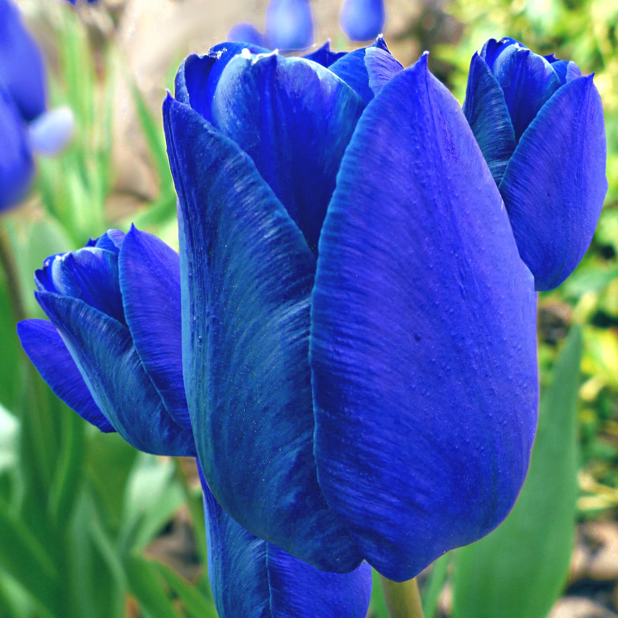 TULIPAN NIEBIESKI 5 szt. Tulipany cebulki BLUE • Cena, Opinie • Bulwy ...