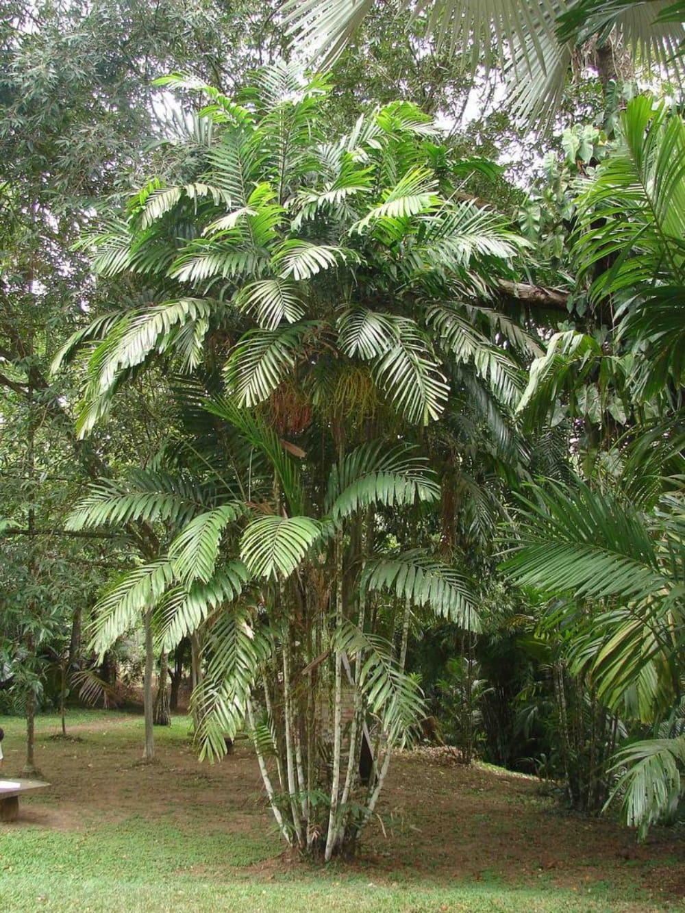 Ptychosperma Macarthurii Palma Macarthura • Cena, Opinie • Rośliny ...