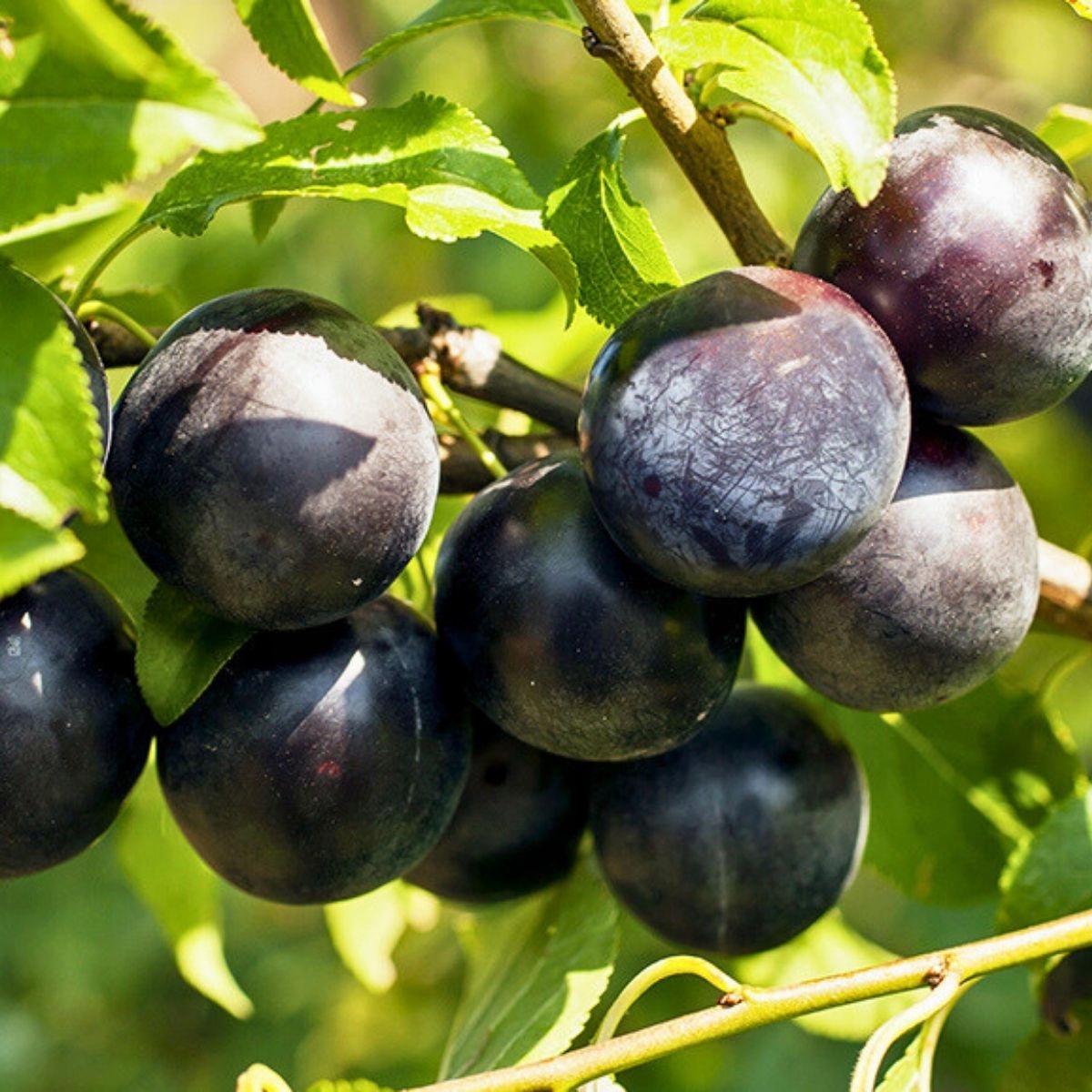 SADZONKI DRZEWKA OWOCOWE ŚLIWA JAPOŃSKA BLACK AMBER MROZOODPORNA DUŻE ...