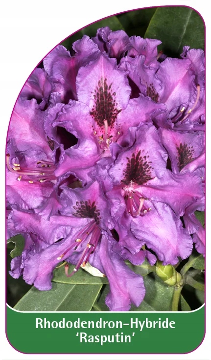 Rododendron Rasputin - Niska cena na Allegro.pl