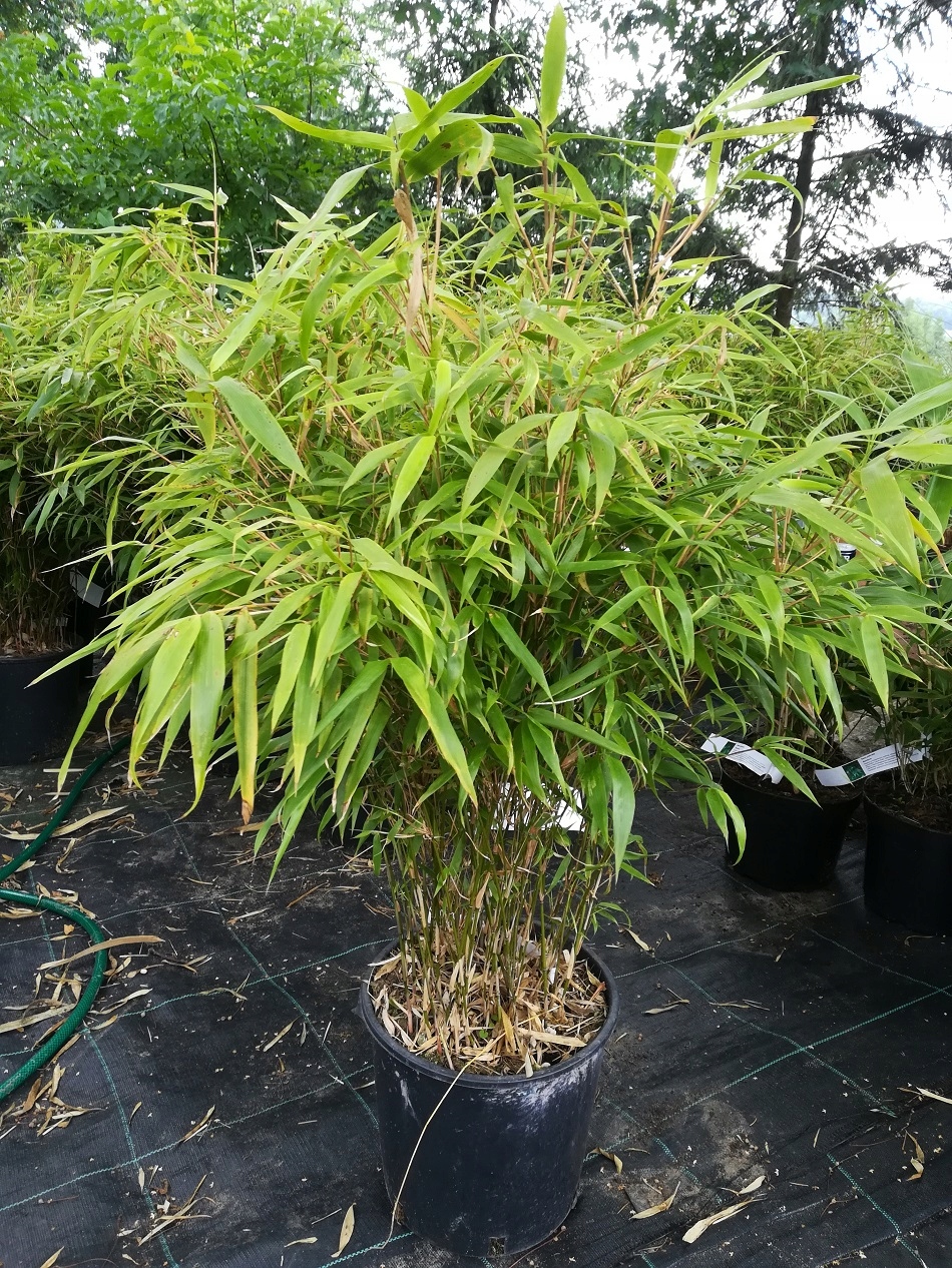 BAMBUS KĘPOWY FARGESIA RUFA 10 L 60-80 CM • Cena, Opinie • Drzewa i ...