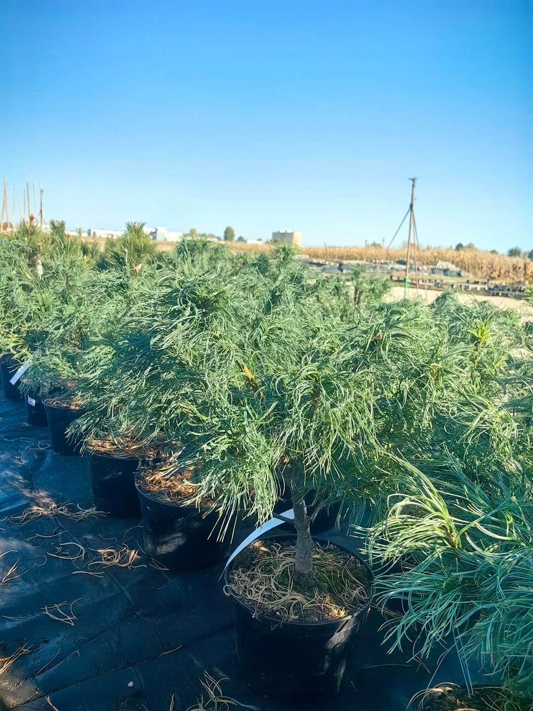 Pinus strobus - Borovica TINY CURLS - Allegro