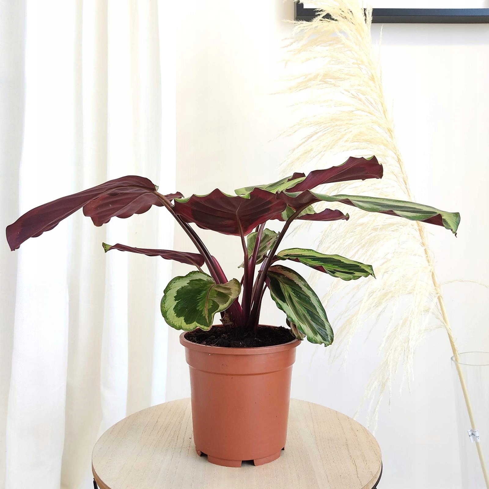 Kalatea Calathea - Rośliny doniczkowe - Największy wybór sadzonek ...