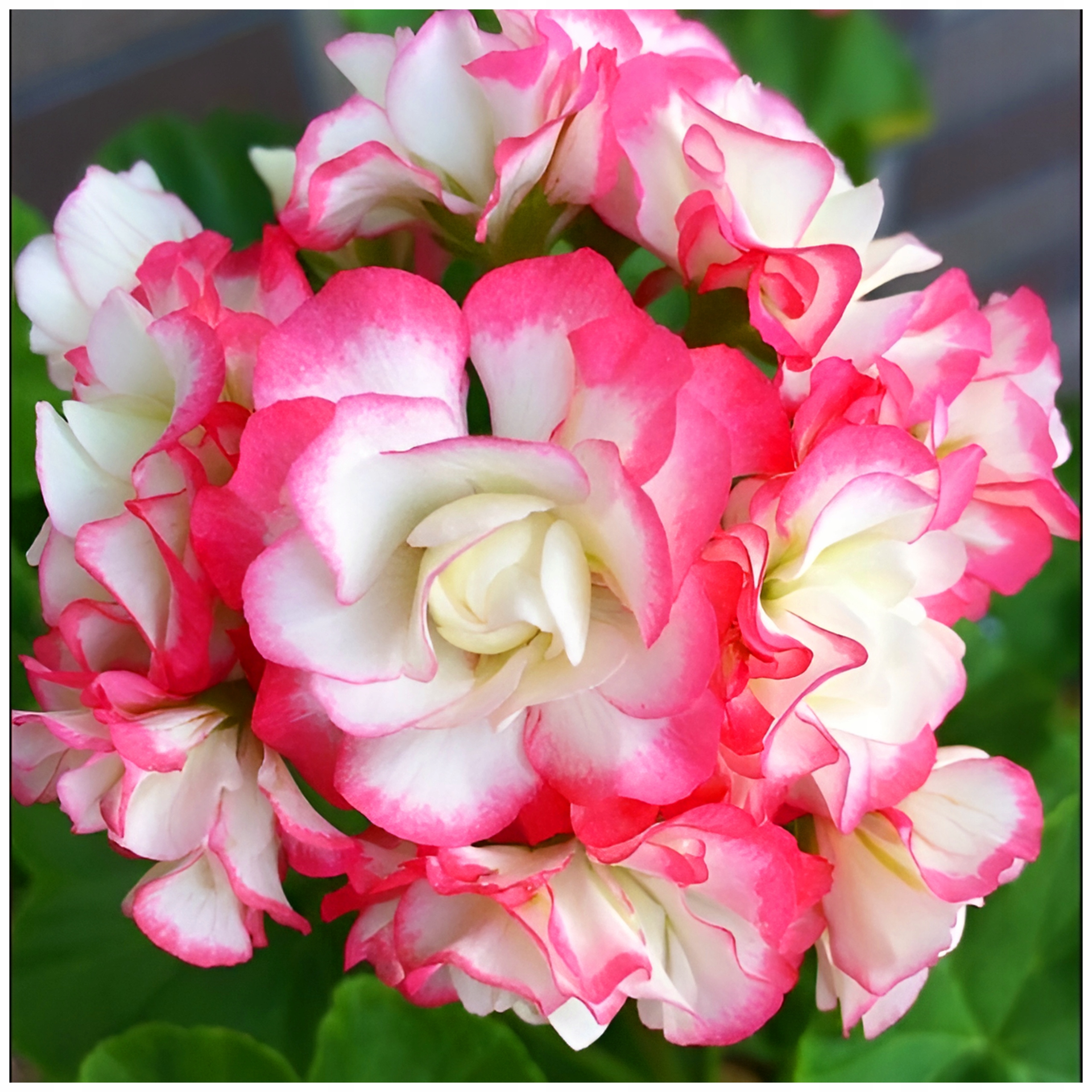 PELARGONIA APPLEBLOSSOM RÓŻOWA 8 nasion (5907651413768) • Cena, Opinie ...