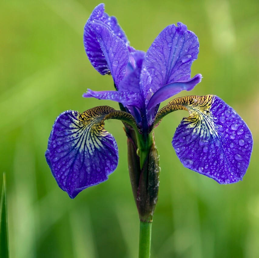 Irys syberyjski BARBOLETTA cudne NIEBIESKIE KWIATY • Cena, Opinie ...