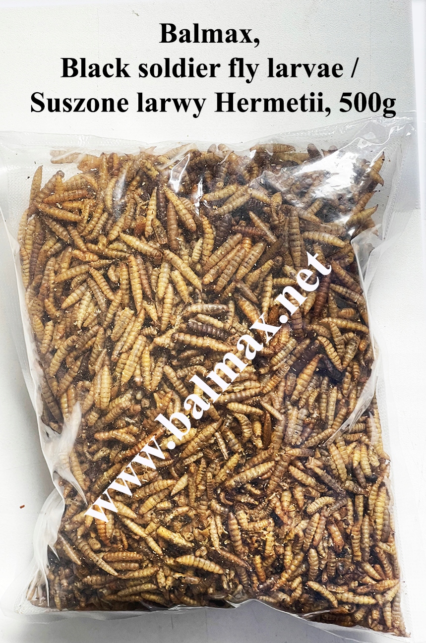 Balmax, Black soldier fly larvae, Hermetia, Hermetia larvy, pro ryby ...