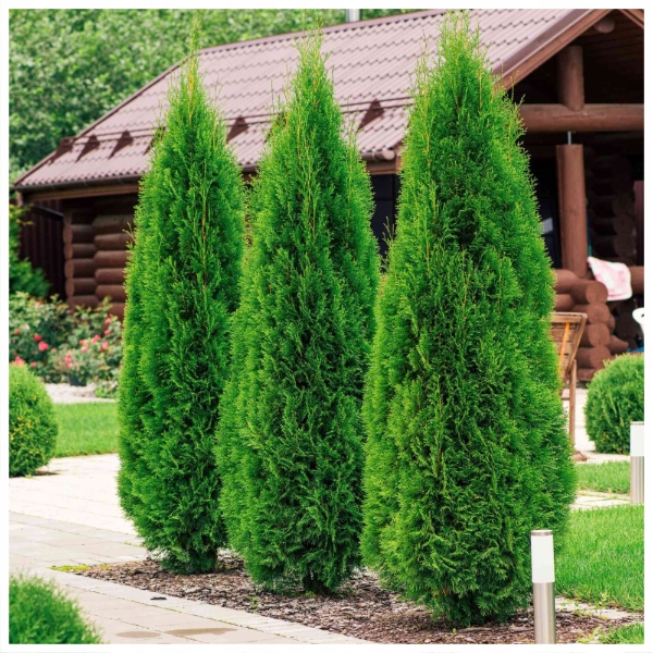 Thuja TUJA Szmaragd 50-60cm sadzonka w doniczce C2 • Cena, Opinie ...