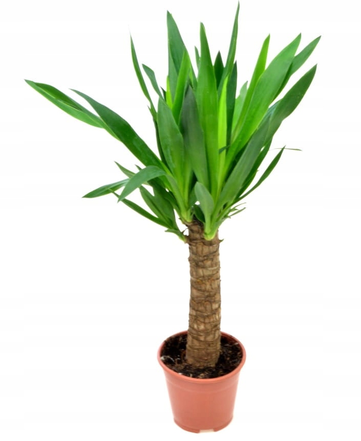 Juka sadzonka w pojemniku do 0,5l (5907701916911) • Cena, Opinie ...